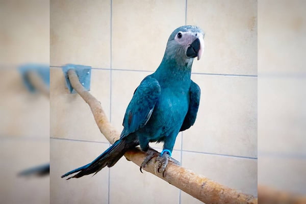 Primeiros filhotes de ararinha-azul nascem na Caatinga após 30 anos ...