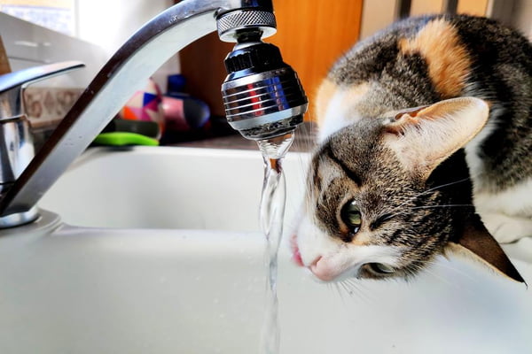 Desidratado? Veterinária dá dicas de como fazer o gato beber mais água ...