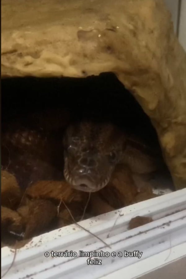 De pombo a cobra: jovem mostra como é cuidar de 60 pets ao mesmo tempo ...