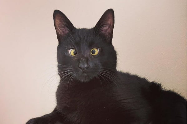 Gato vesgo e com orelhas grandes conquista a web com beleza peculiar ...