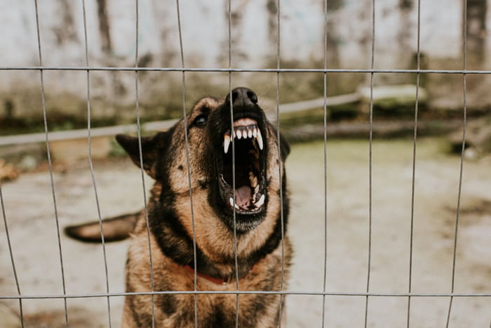 Raiva em pets: como reconhecer e o que fazer para se proteger | Metrópoles