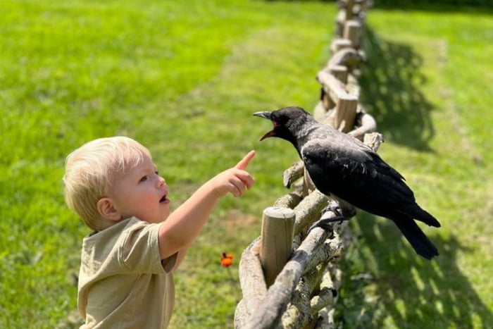 Amizade improvável: menino de 2 anos tem corvo como melhor amigo ...